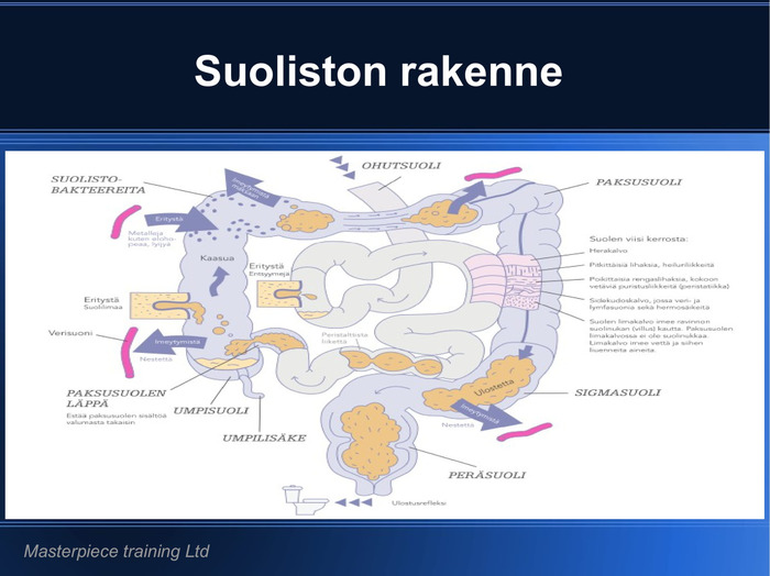 Suoliston rakenne :: Masterpiece-Finland